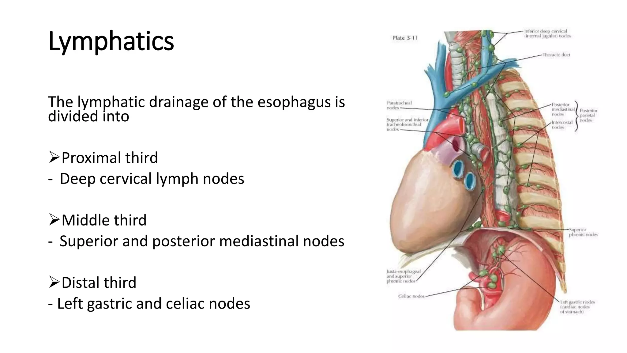 Anatomy of Esophagus.pptx