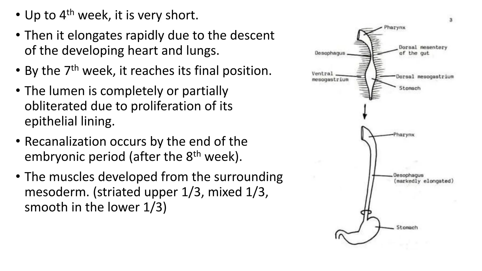 Anatomy of Esophagus.pptx