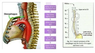 Anatomy of Esophagus.pptx