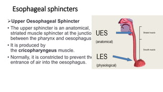 Anatomy of Esophagus.pptx