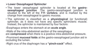 Anatomy of Esophagus.pptx