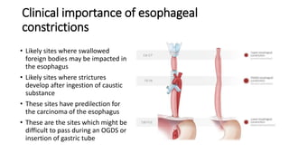 Anatomy of Esophagus.pptx