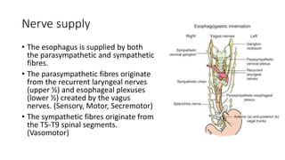 Anatomy of Esophagus.pptx