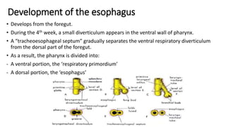 Anatomy of Esophagus.pptx