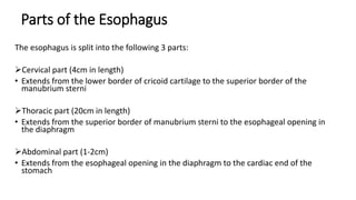 Anatomy of Esophagus.pptx