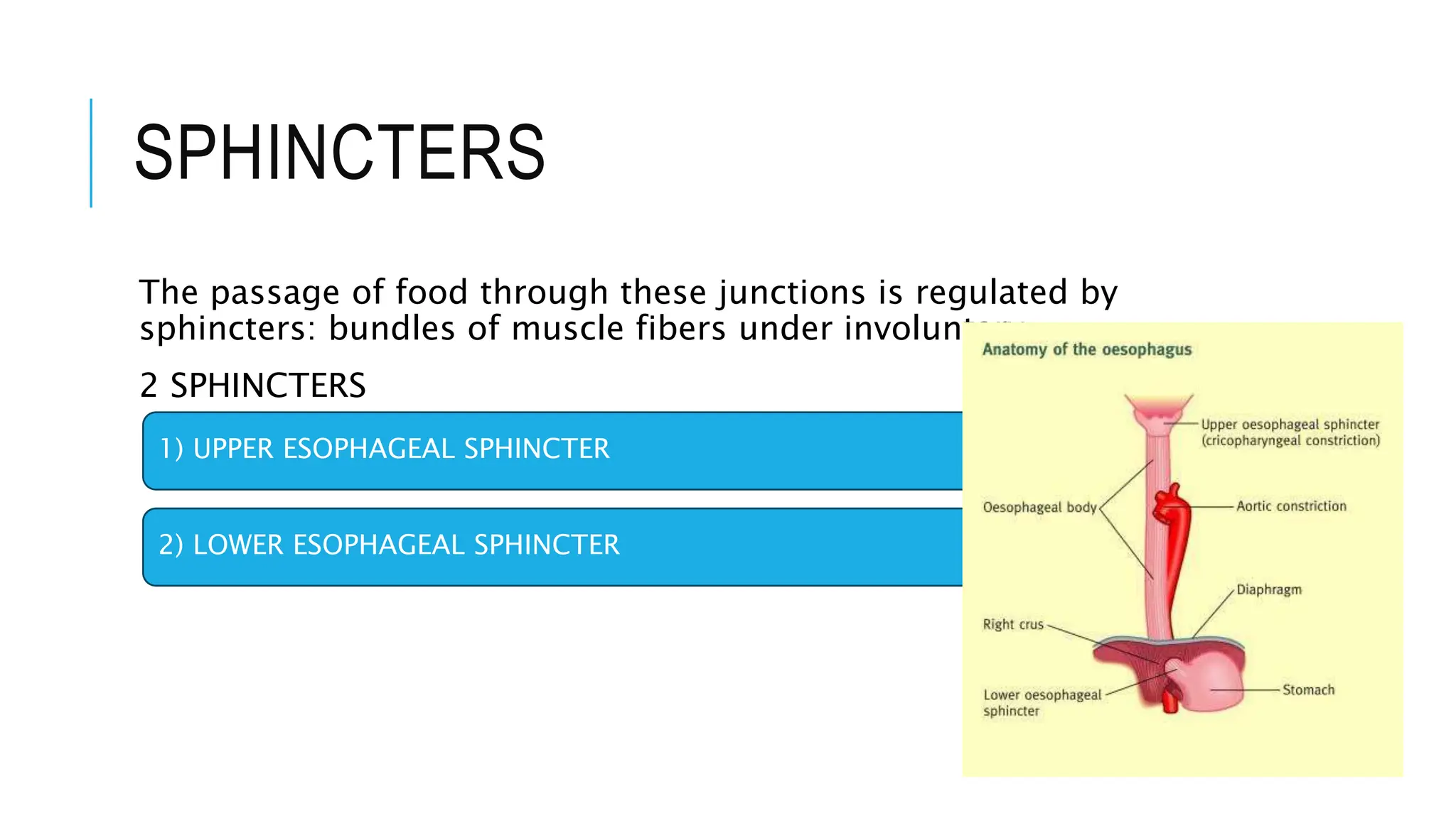 Anatomy of Esophagus for nursing student | PPTX