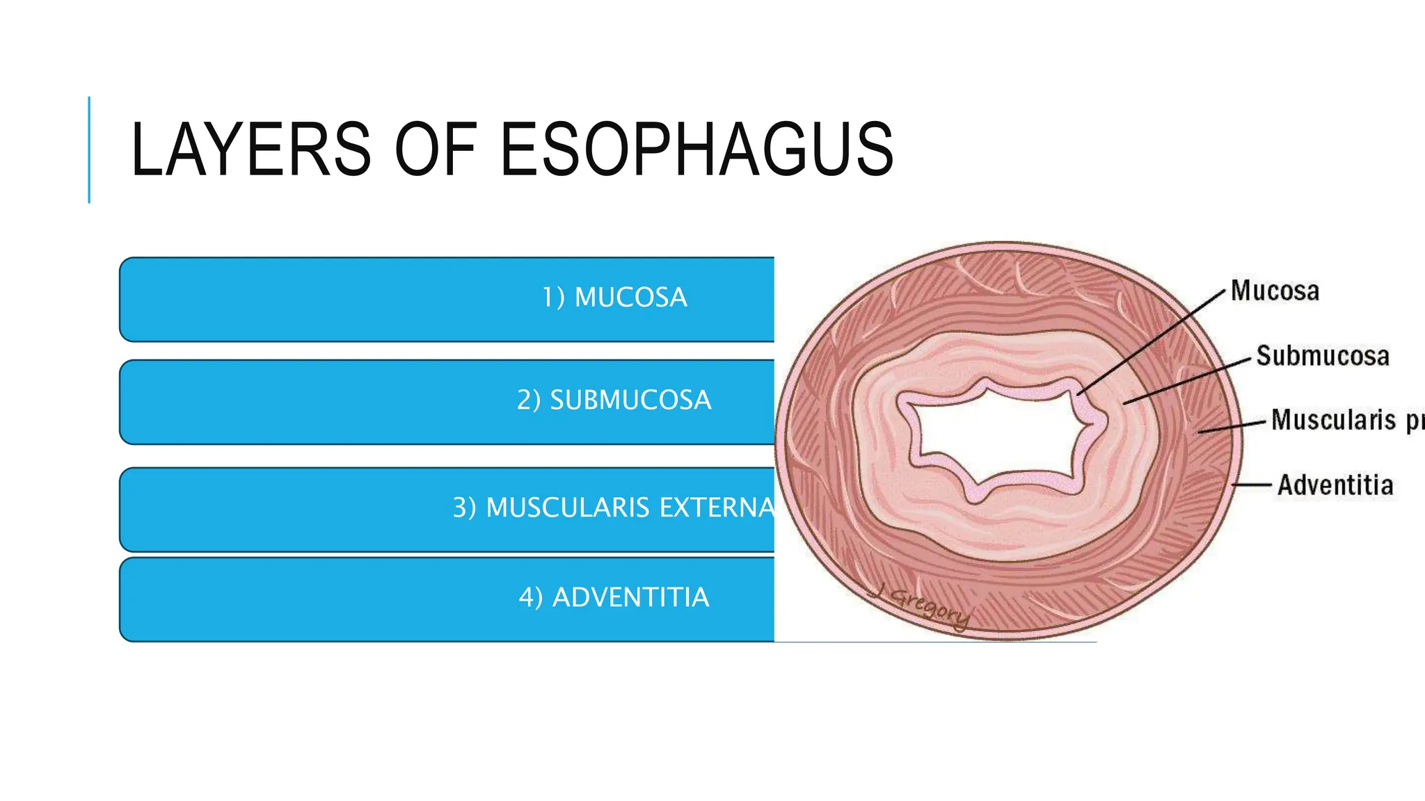 Anatomy of Esophagus for nursing student | PPTX