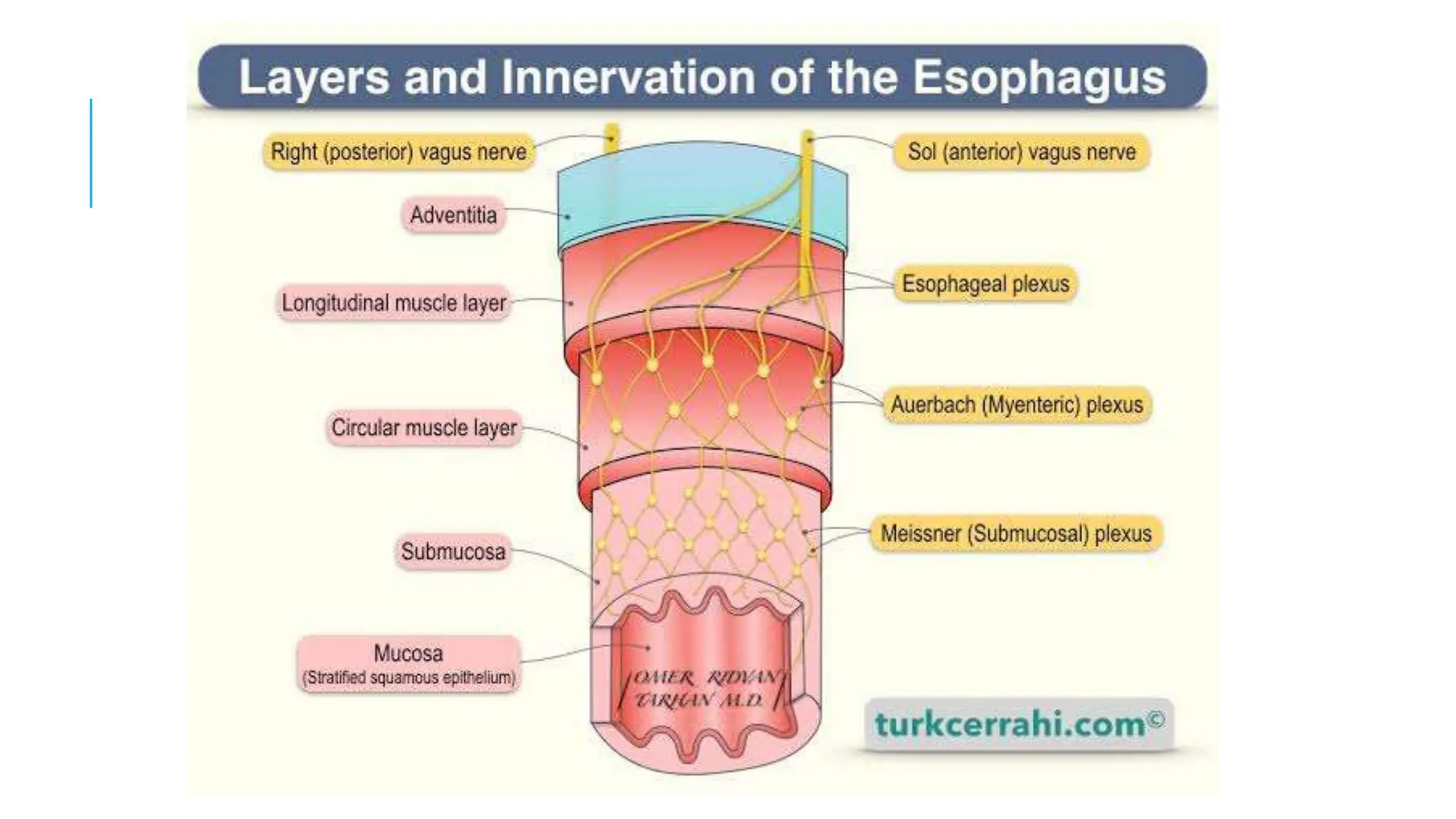Anatomy of Esophagus for nursing student | PPTX