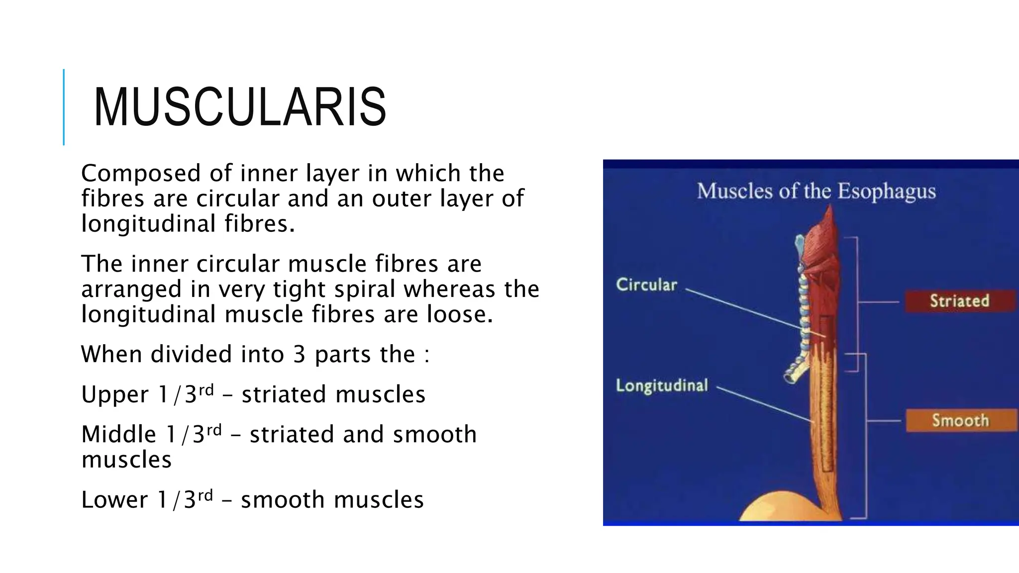 Anatomy of Esophagus for nursing student | PPTX