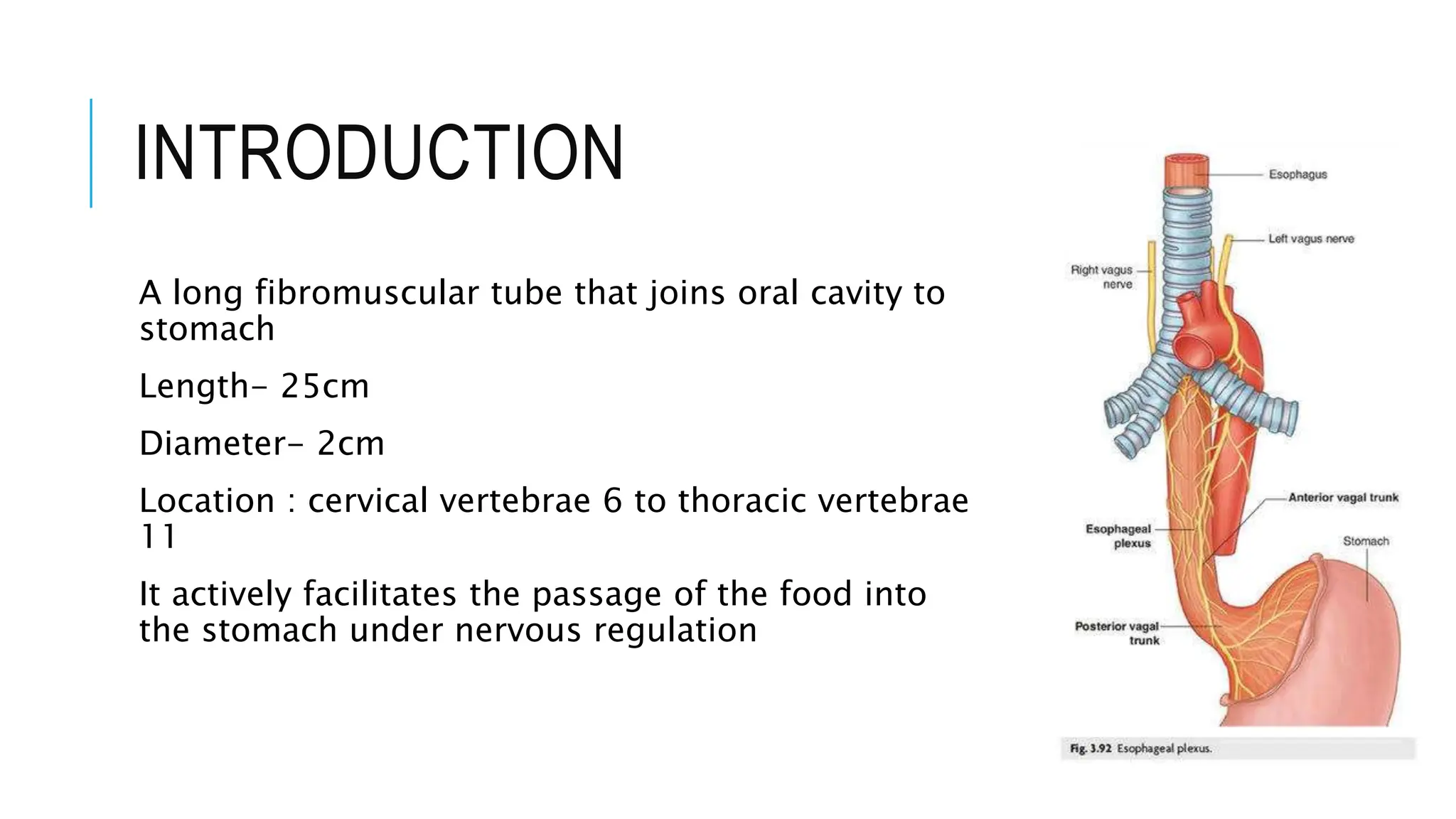 Anatomy of Esophagus for nursing student | PPTX