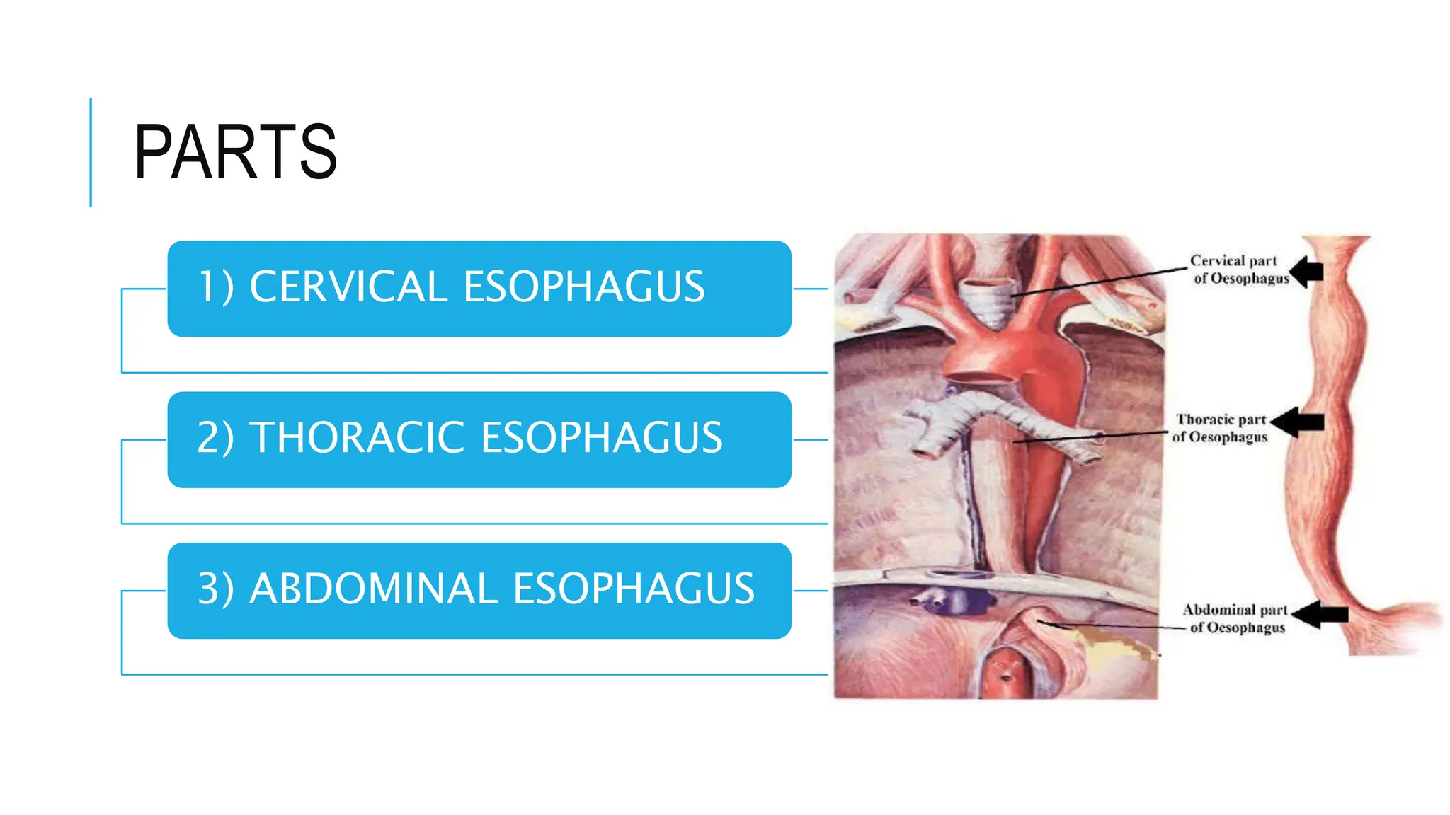 Anatomy of Esophagus for nursing student | PPTX