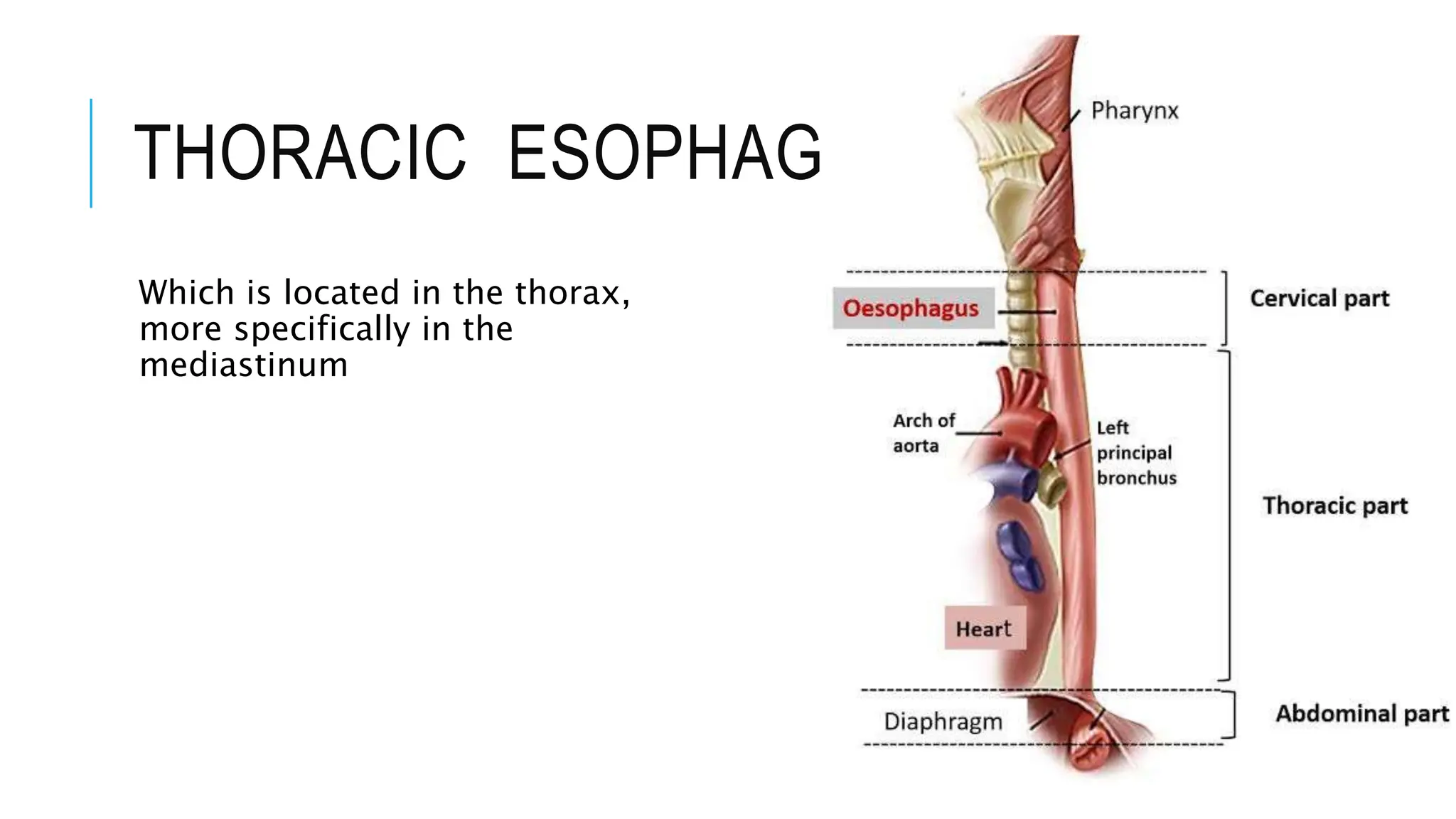 Anatomy of Esophagus for nursing student | PPTX