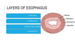 Anatomy of Esophagus for nursing student | PPTX