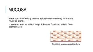 Anatomy of Esophagus for nursing student | PPTX