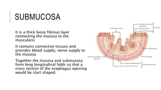 Anatomy of Esophagus for nursing student | PPTX