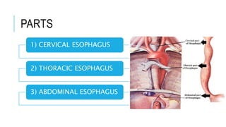Anatomy of Esophagus for nursing student | PPTX