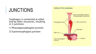 Anatomy of Esophagus for nursing student | PPTX