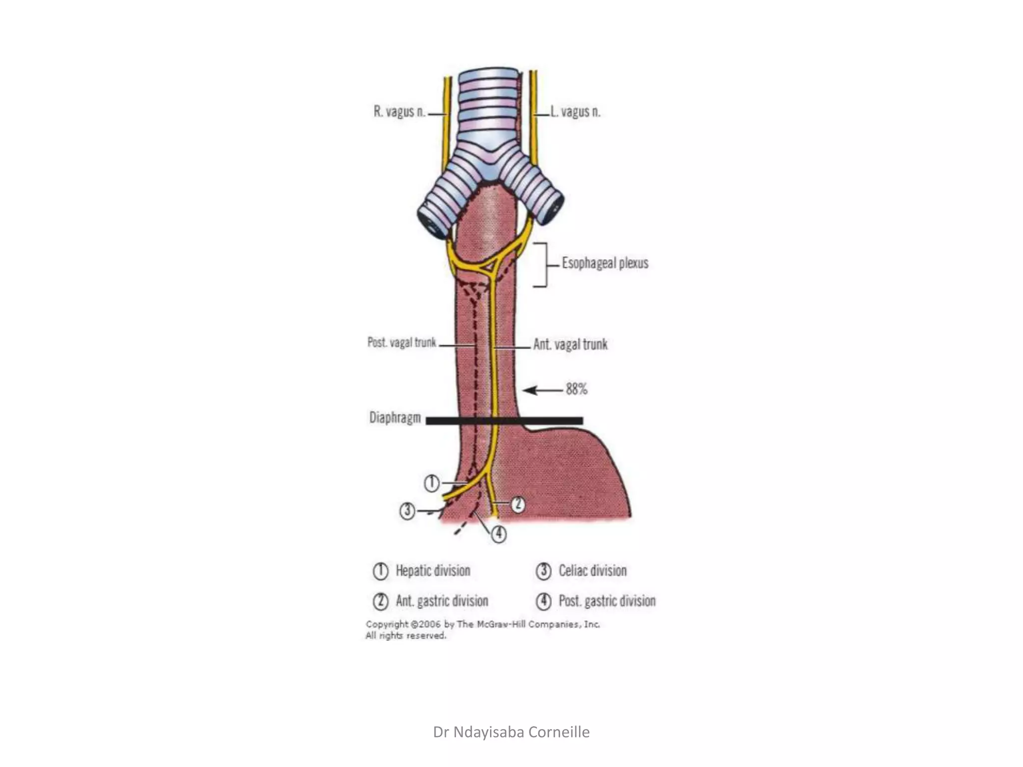 Anatomy of Esophagus & Stomach.pptx