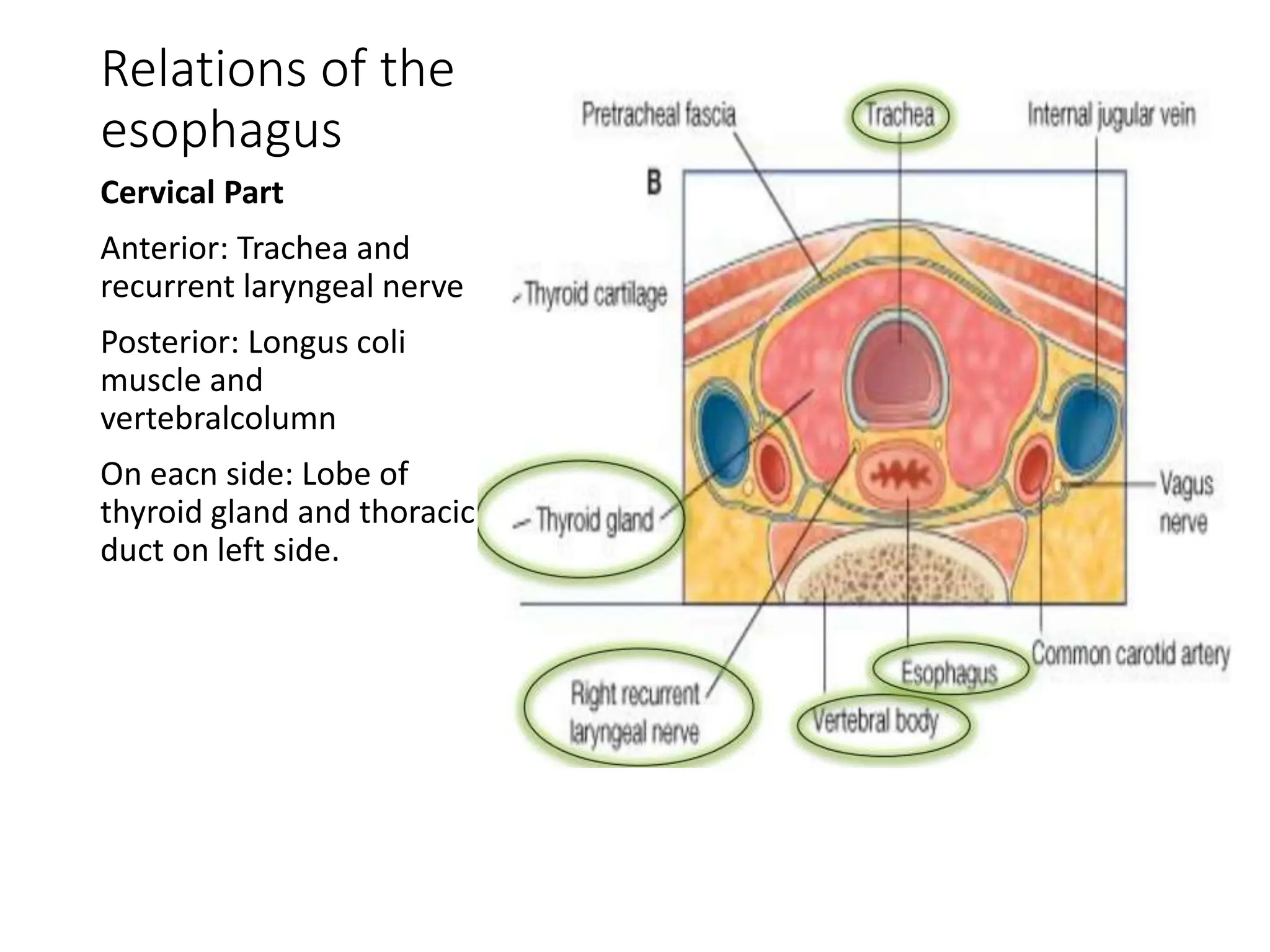 Anatomy of Esophagus and tracheobranchial tree | PPTX