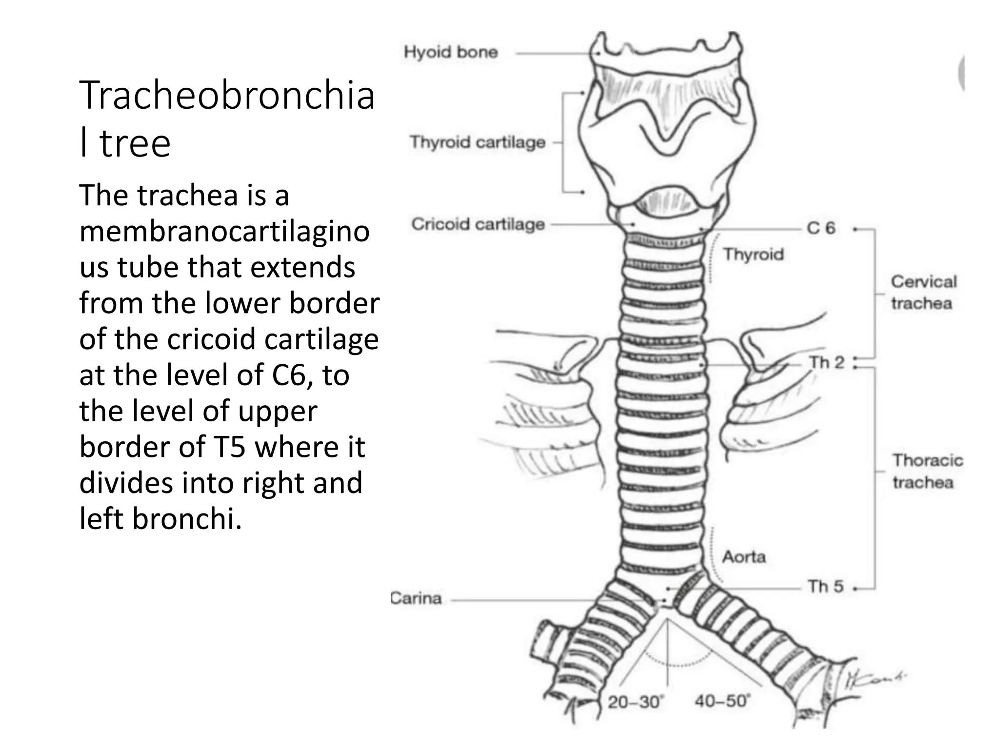 Anatomy of Esophagus and tracheobranchial tree | PPTX