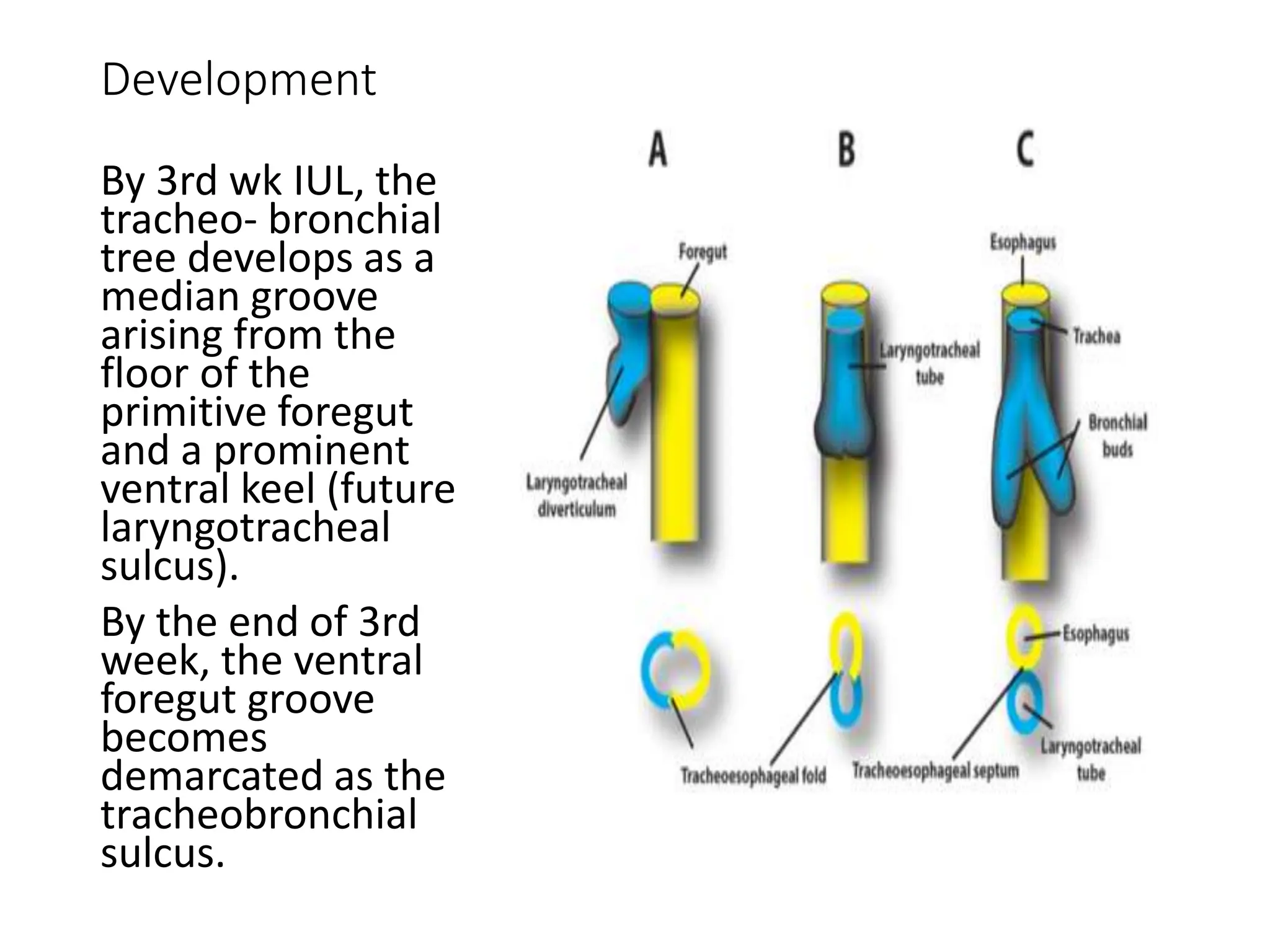 Anatomy of Esophagus and tracheobranchial tree | PPTX