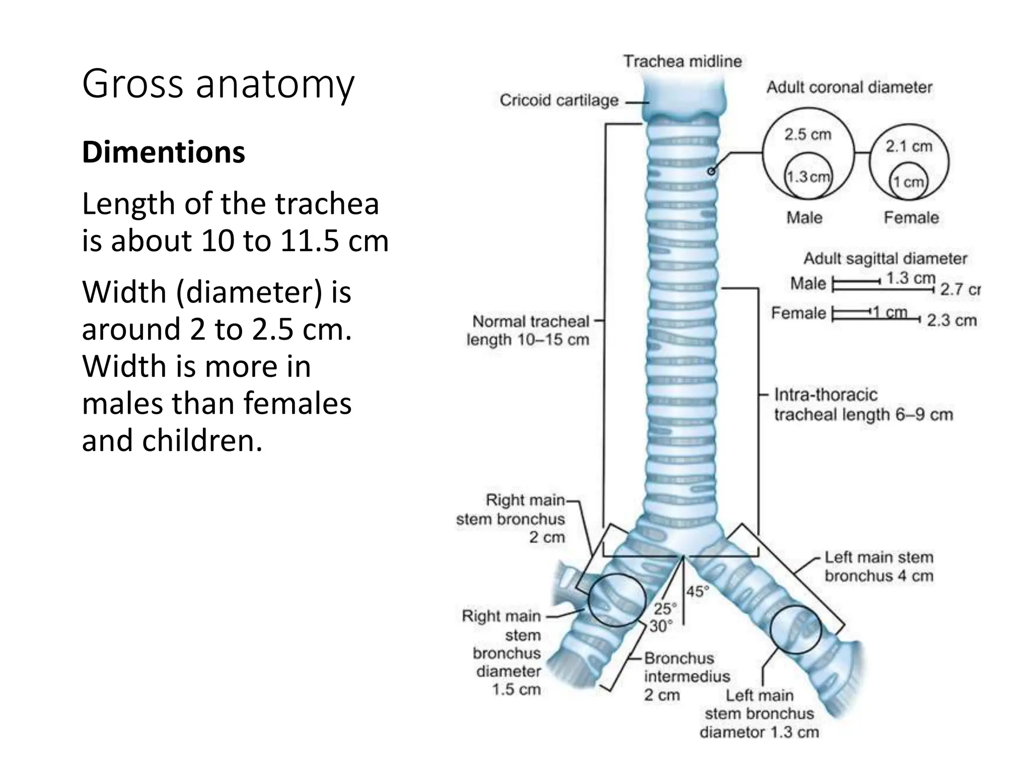 Anatomy of Esophagus and tracheobranchial tree | PPTX