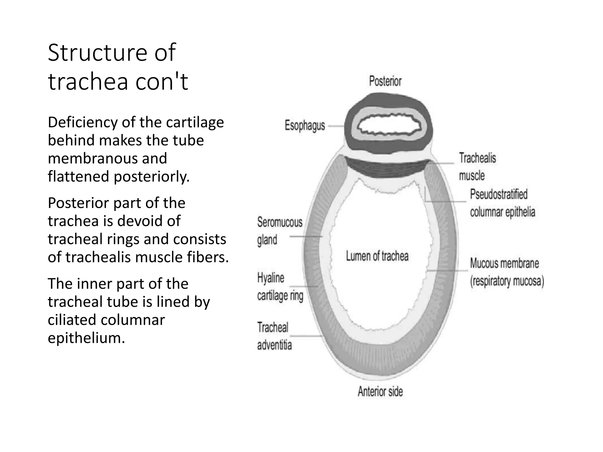 Anatomy of Esophagus and tracheobranchial tree | PPTX