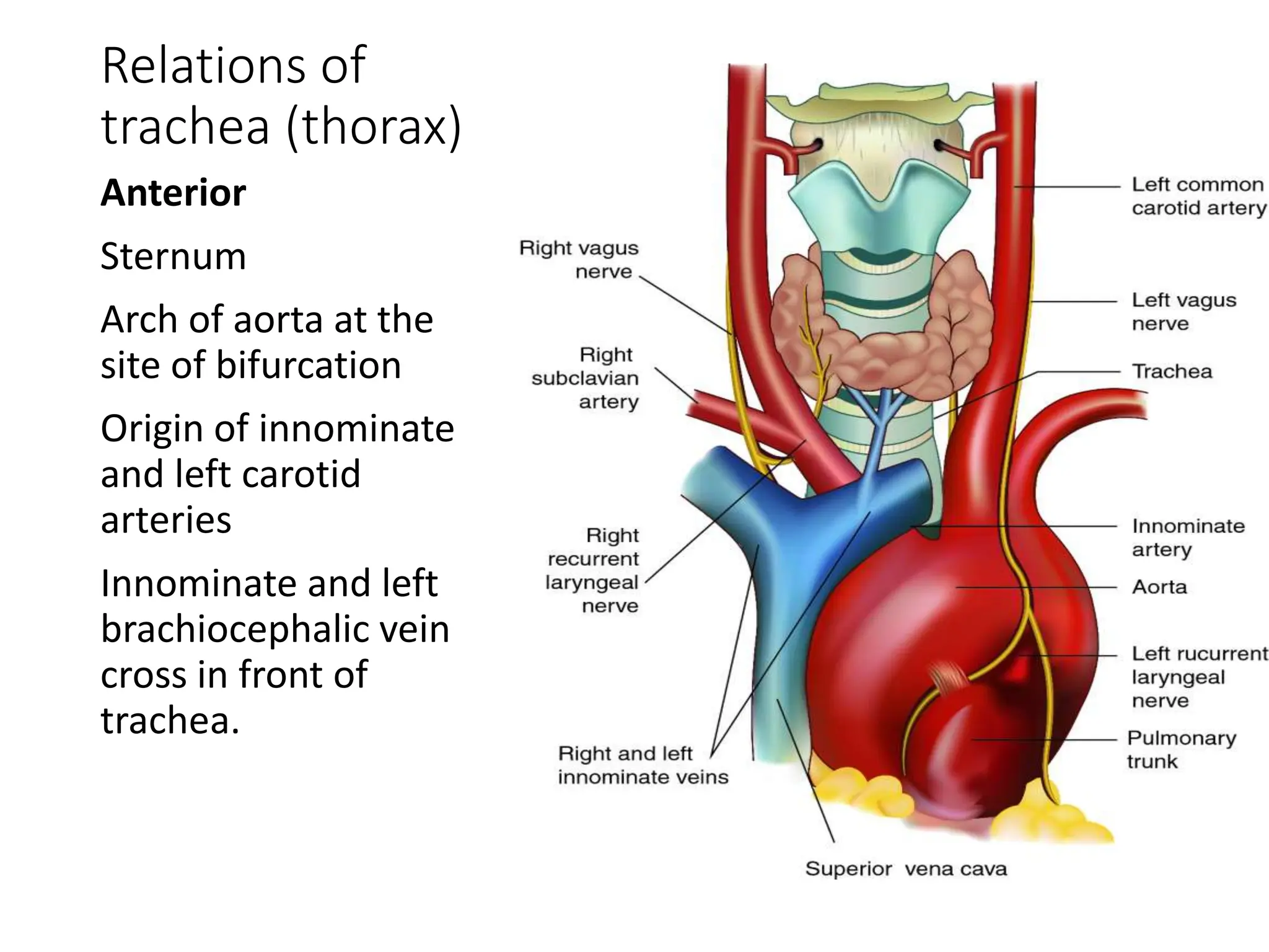 Anatomy of Esophagus and tracheobranchial tree | PPTX