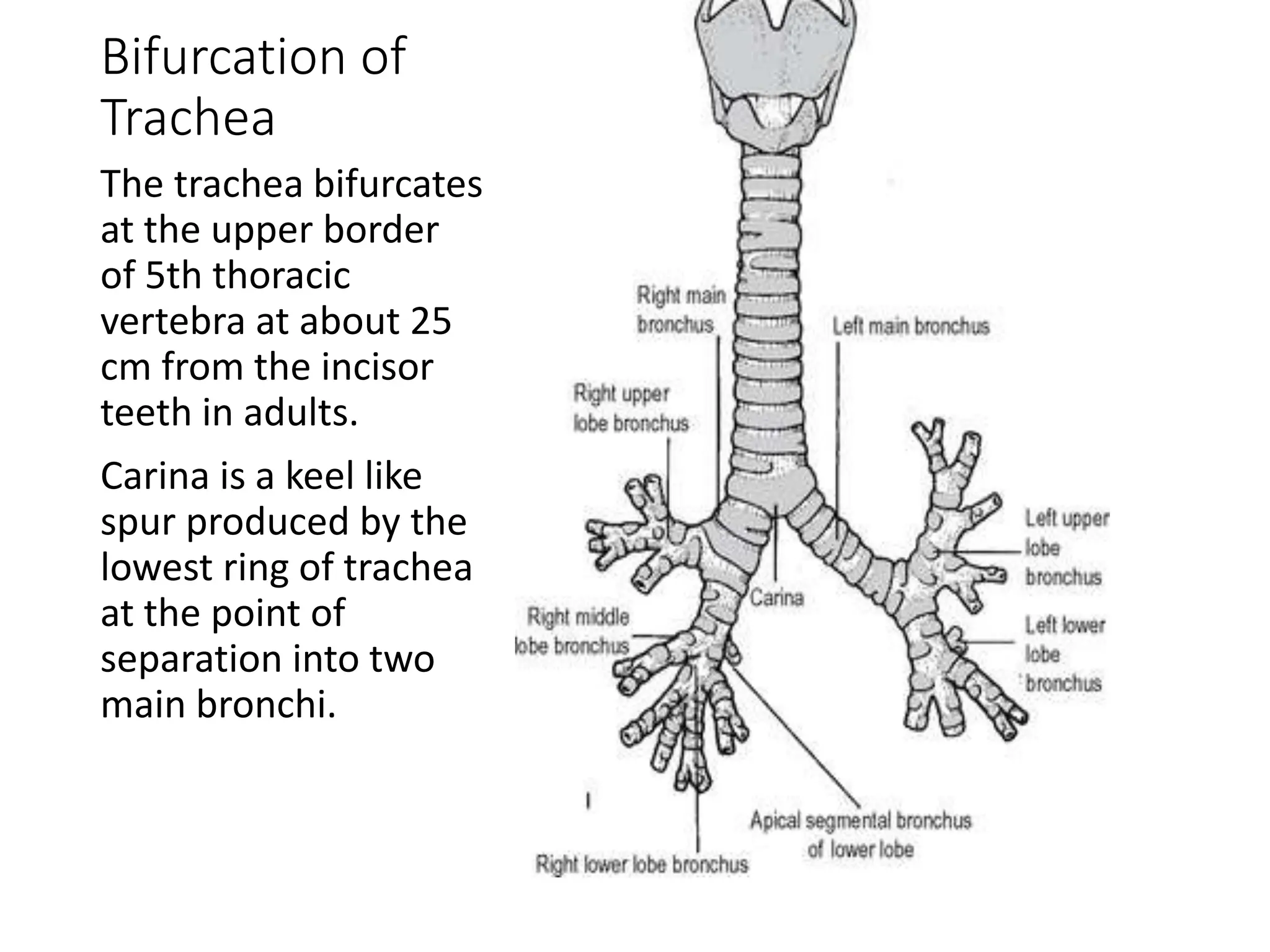 Anatomy of Esophagus and tracheobranchial tree | PPTX