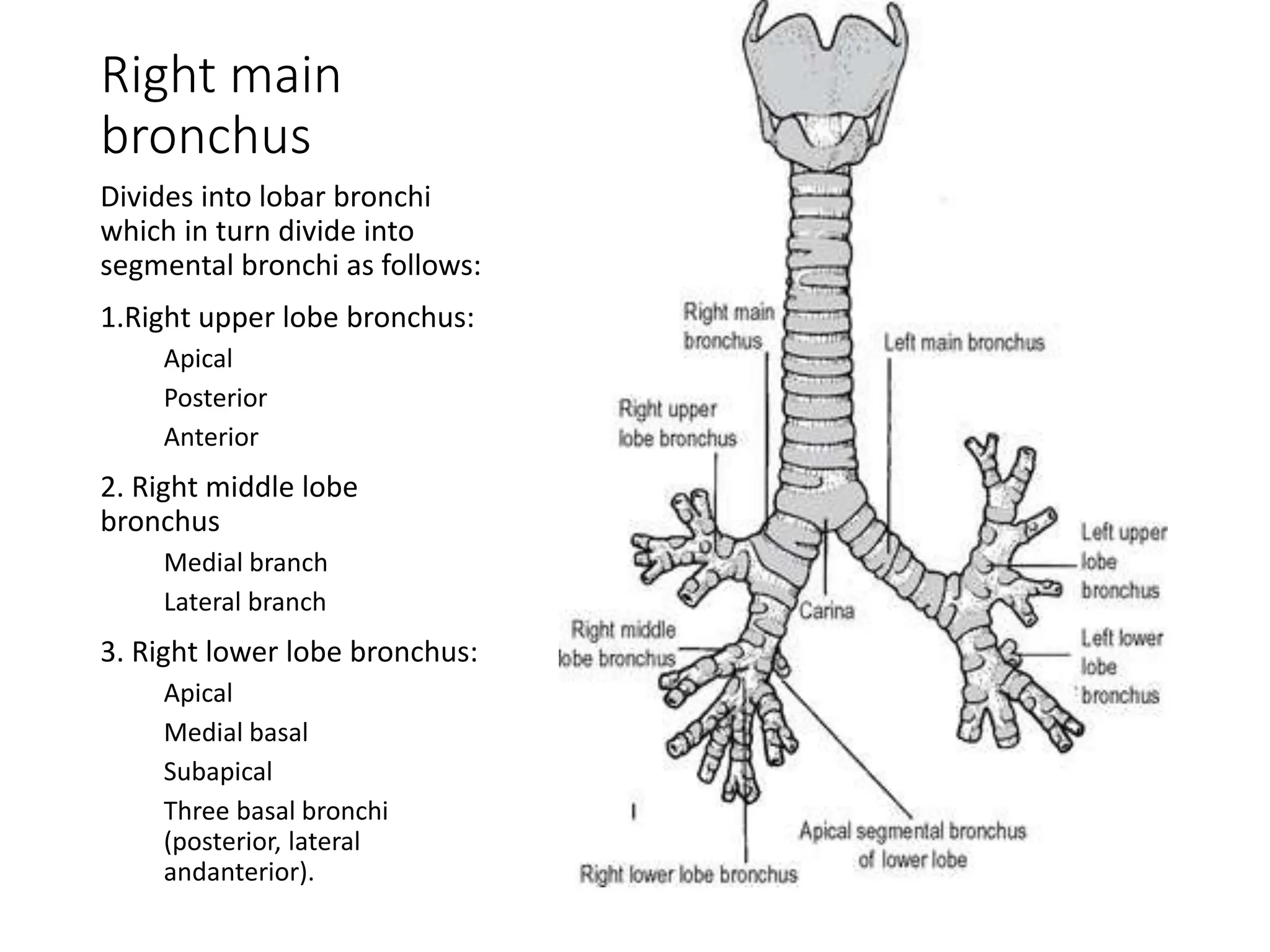 Anatomy of Esophagus and tracheobranchial tree | PPTX
