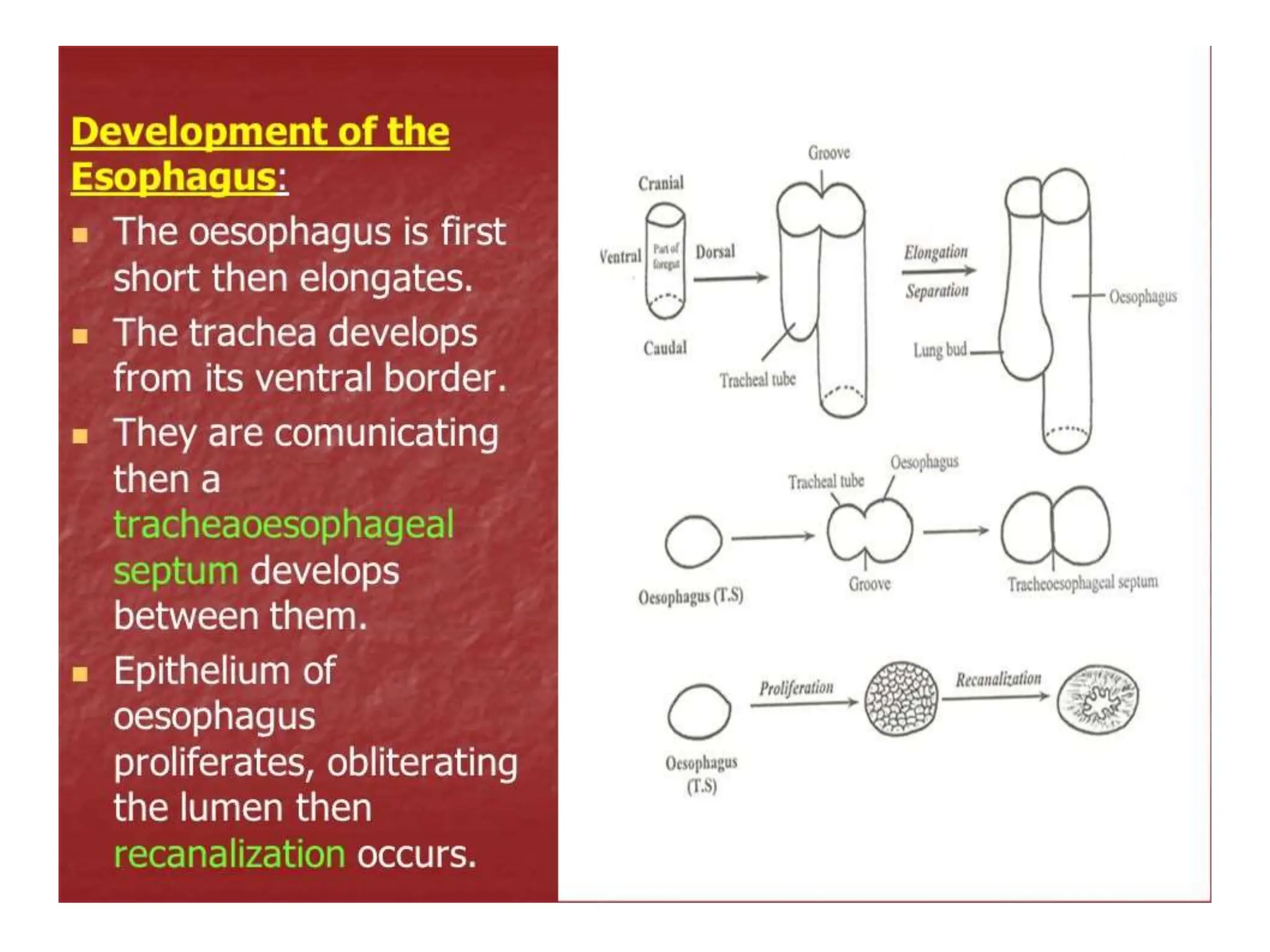 Anatomy of Esophagus and tracheobranchial tree | PPTX