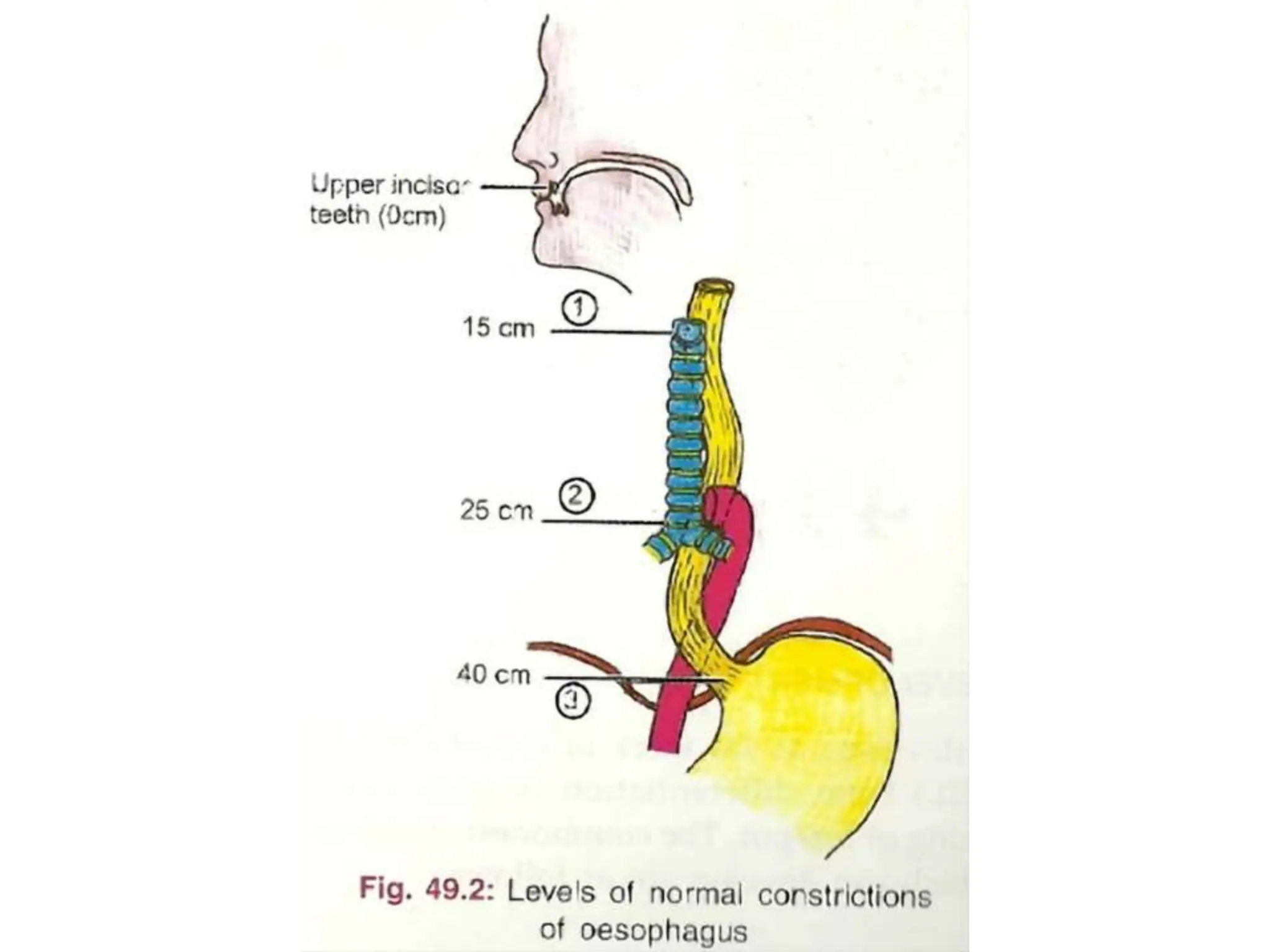Anatomy of Esophagus and tracheobranchial tree | PPTX