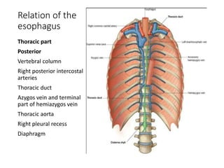 Anatomy of Esophagus and tracheobranchial tree | PPTX