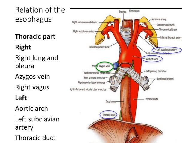Anatomy of Esophagus and tracheobranchial tree | PPT | Free Download