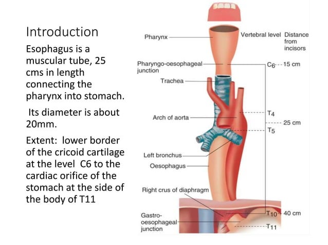 Anatomy of Esophagus and tracheobranchial tree | PPT