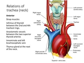 Anatomy of Esophagus and tracheobranchial tree | PPTX