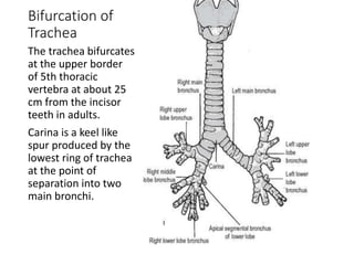 Anatomy of Esophagus and tracheobranchial tree | PPTX