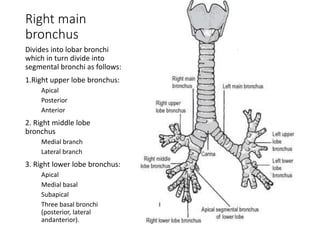 Anatomy of Esophagus and tracheobranchial tree | PPTX