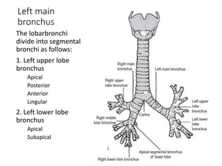 Anatomy of Esophagus and tracheobranchial tree | PPTX