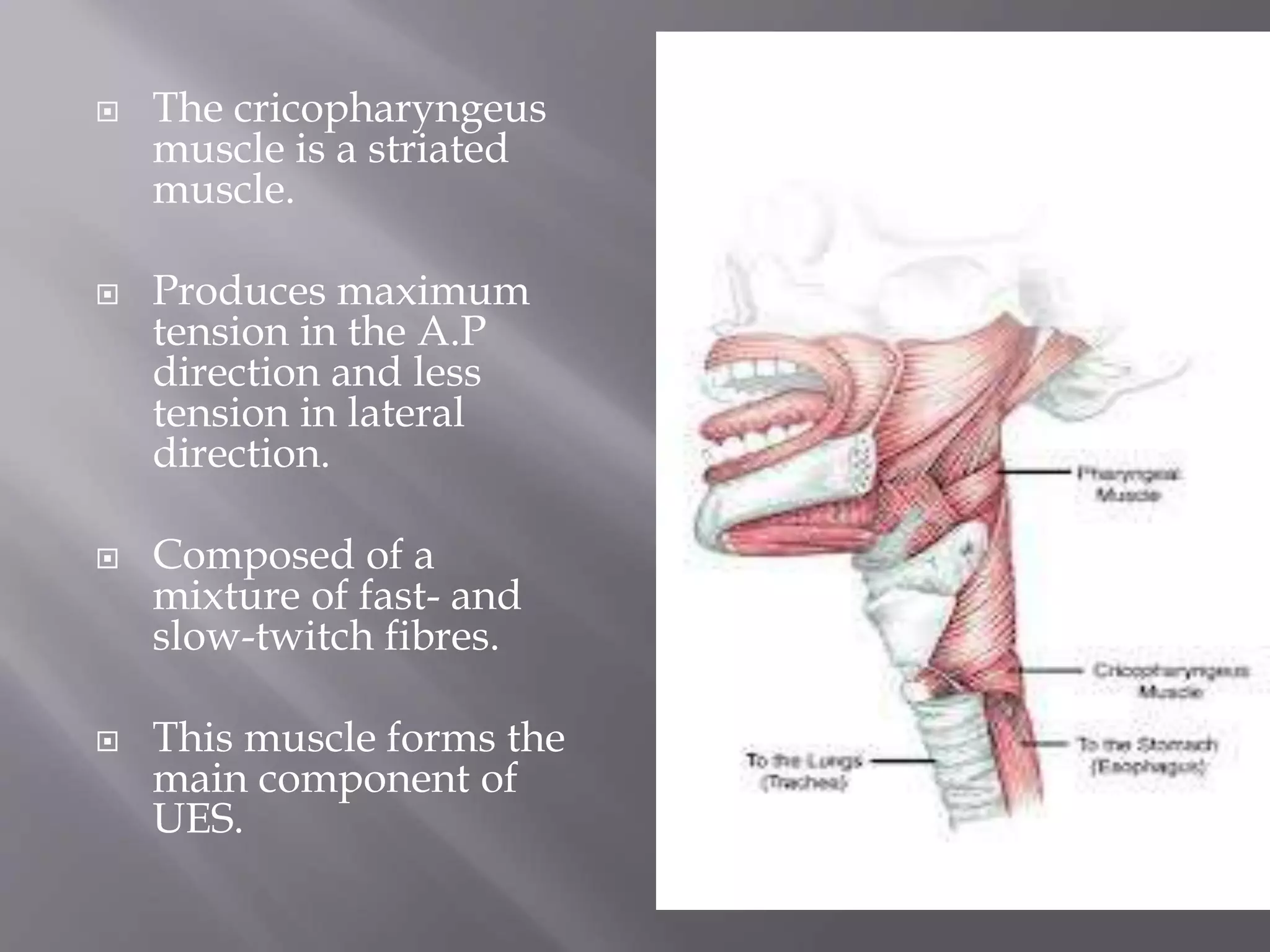 Anatomy of esophgus | PPTX