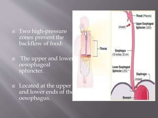 Anatomy of esophgus | PPTX