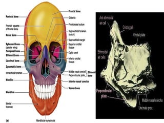 Anatomy of ethmoid bone and ethmoid sinus | PPT