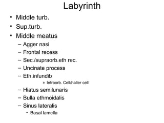 Anatomy of ethmoid bone and ethmoid sinus | PPT