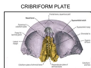 Anatomy of ethmoid bone and ethmoid sinus | PPT
