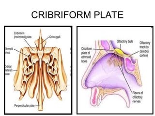 Anatomy of ethmoid bone and ethmoid sinus | PPT