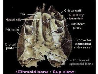 Anatomy of ethmoid bone and ethmoid sinus | PPT