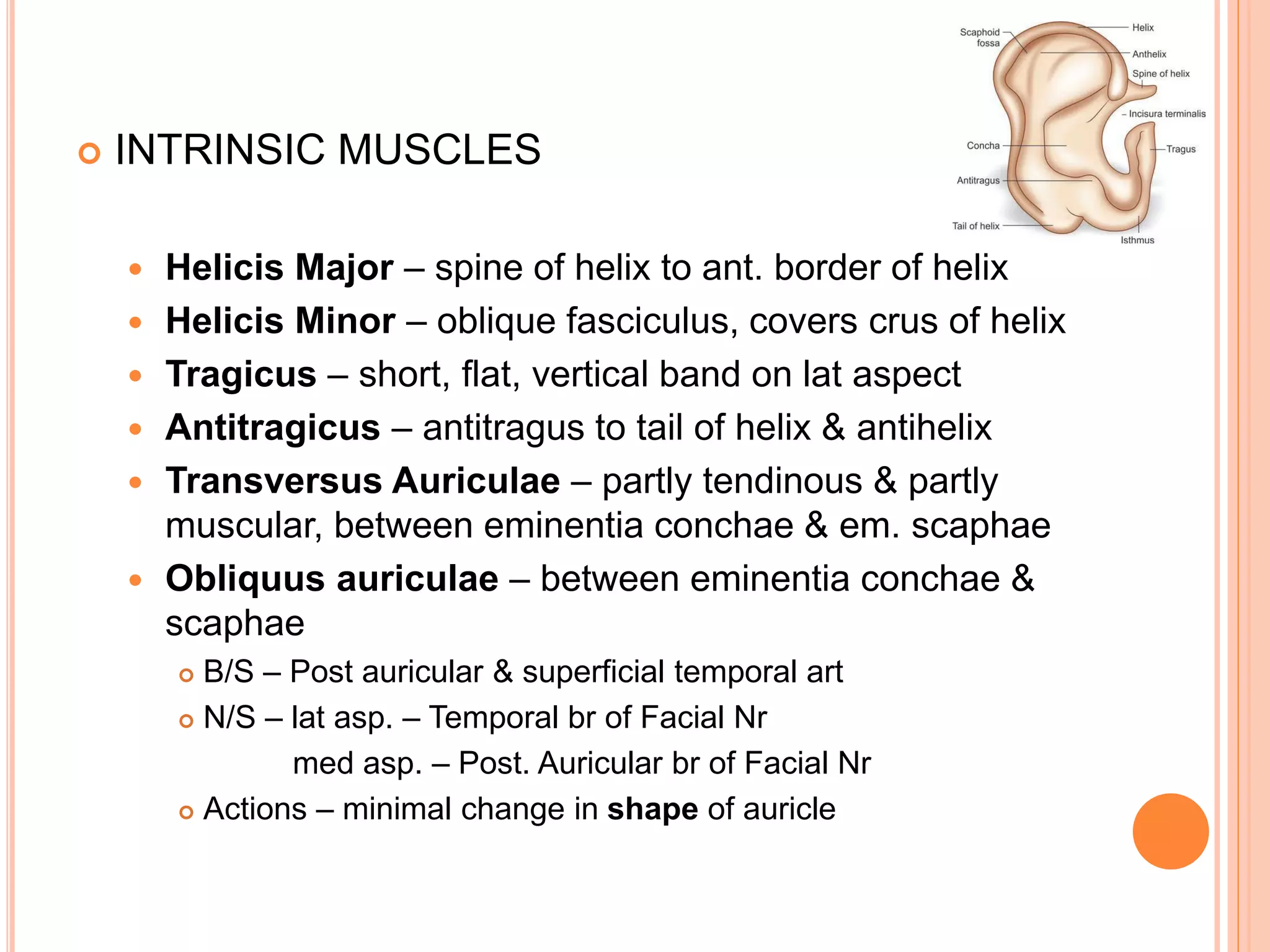 Anatomy of External Ear and Middle Ear | PPTX