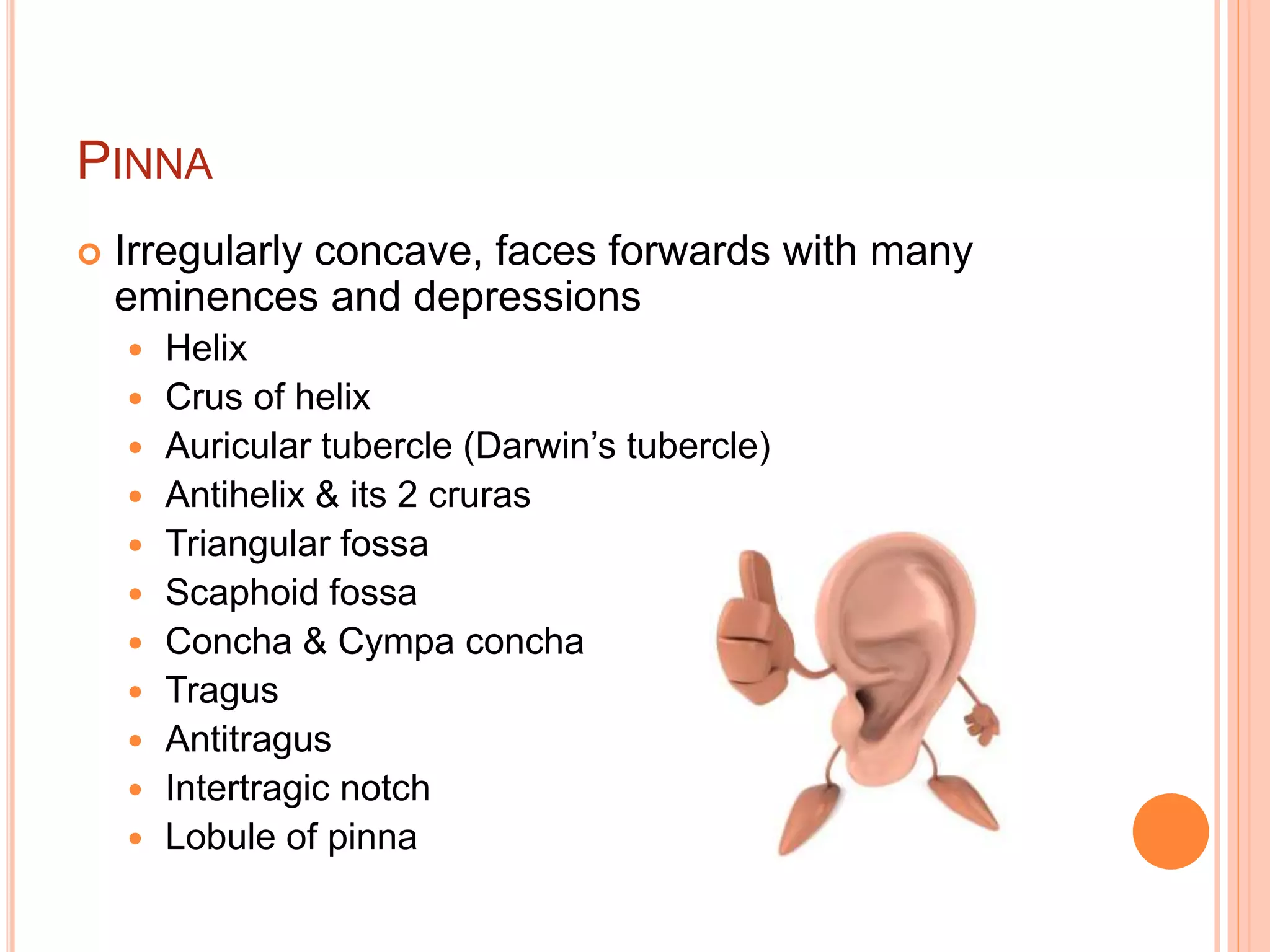 Anatomy of External Ear and Middle Ear | PPTX