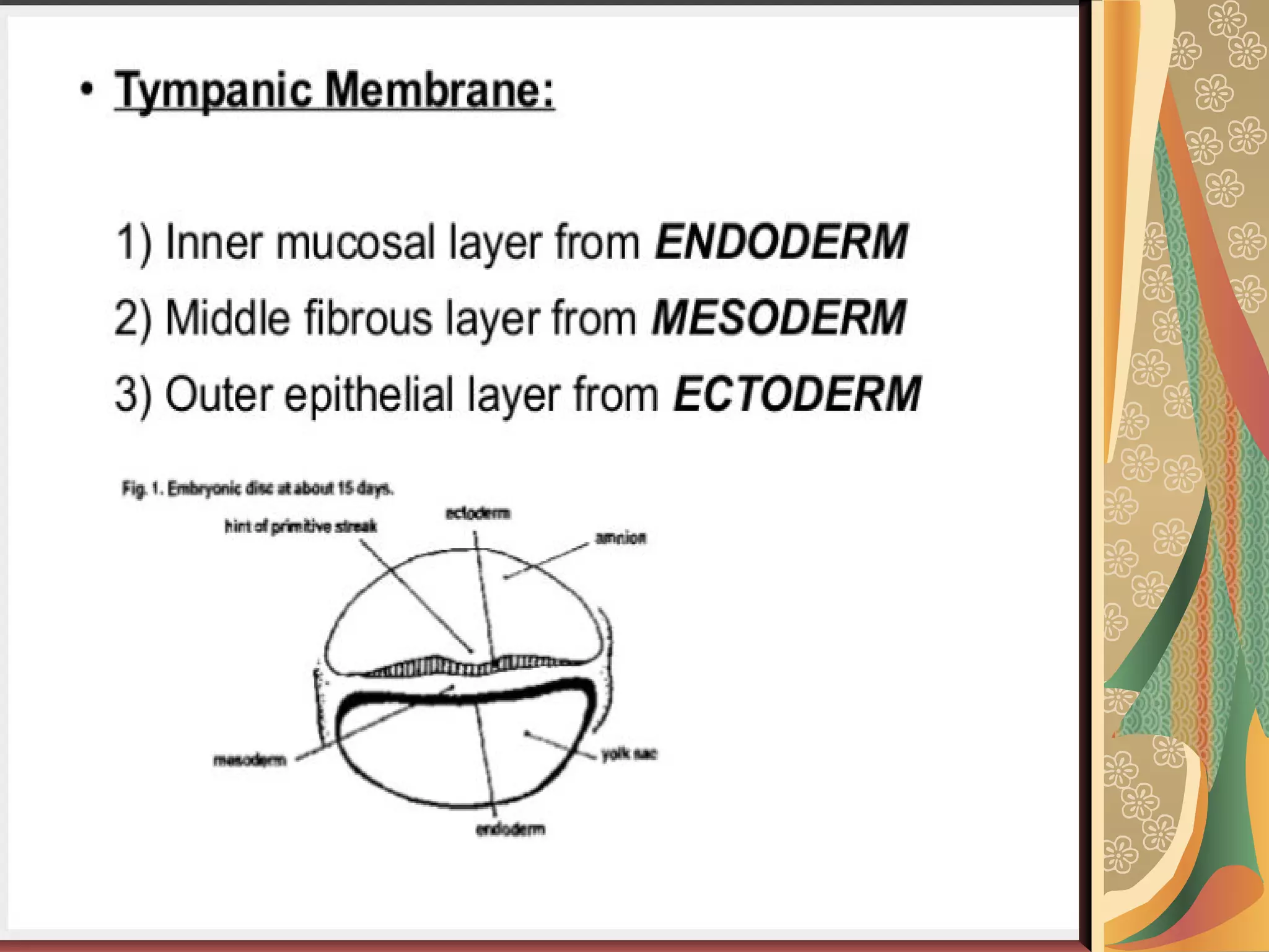 Anatomy of external ear | PPT
