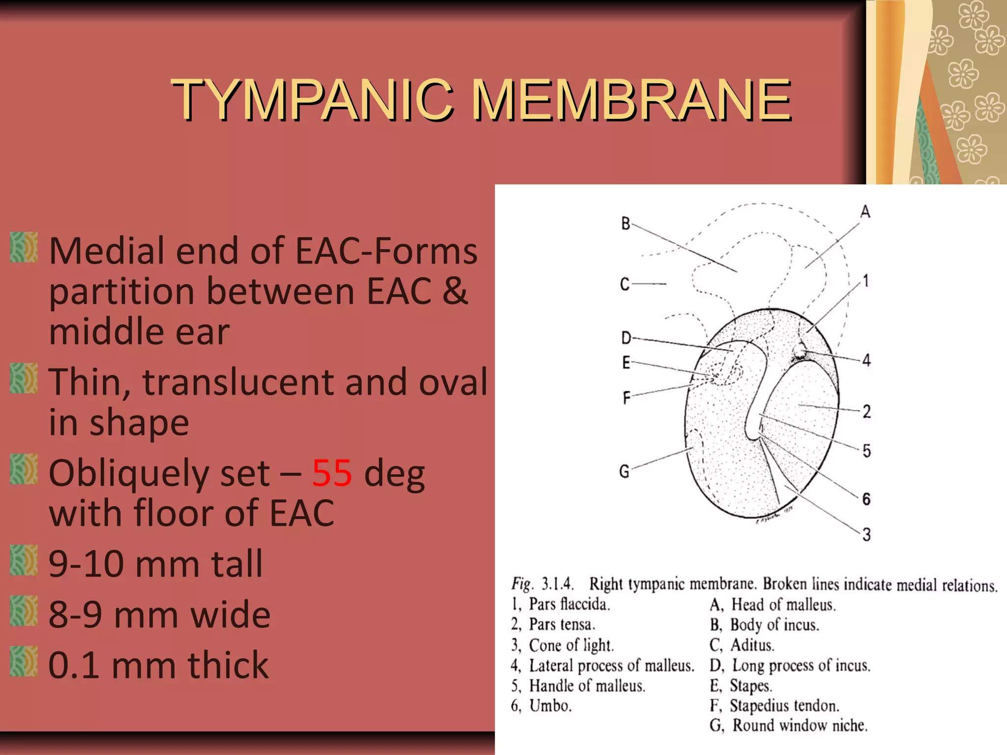 Anatomy of external ear | PPT